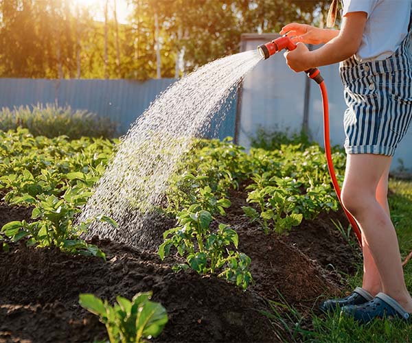 The Ultimate Vegetable Planting Guide For Melbourne | All Green